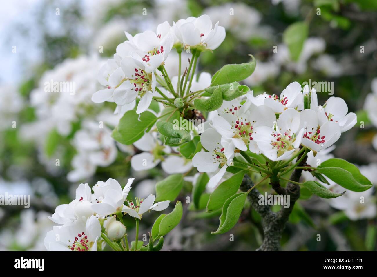 White spring pear blossoms.Fresh spring background on outdoor nature ...
