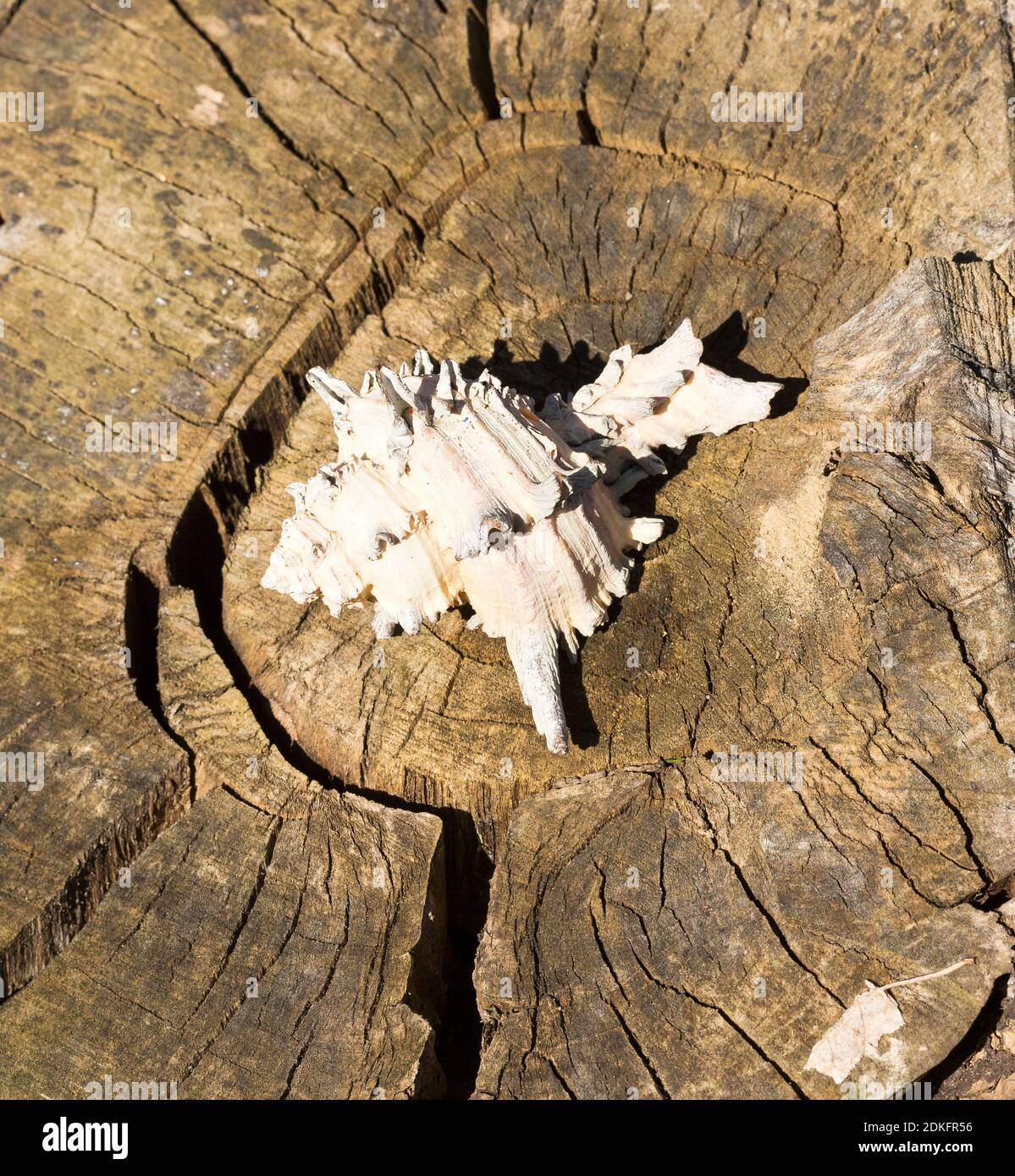 White seashell on the old cracked cut tree in bright sun with ...