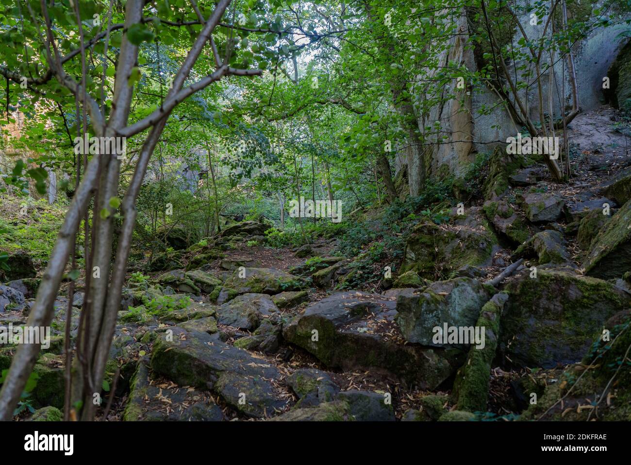 Footpath between rocks at the foot of a steep wall in the forest in ...