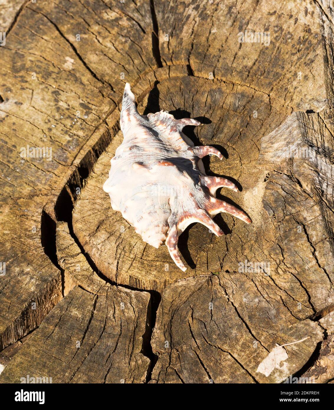 White seashell on the old cracked cut tree in bright sun with ...