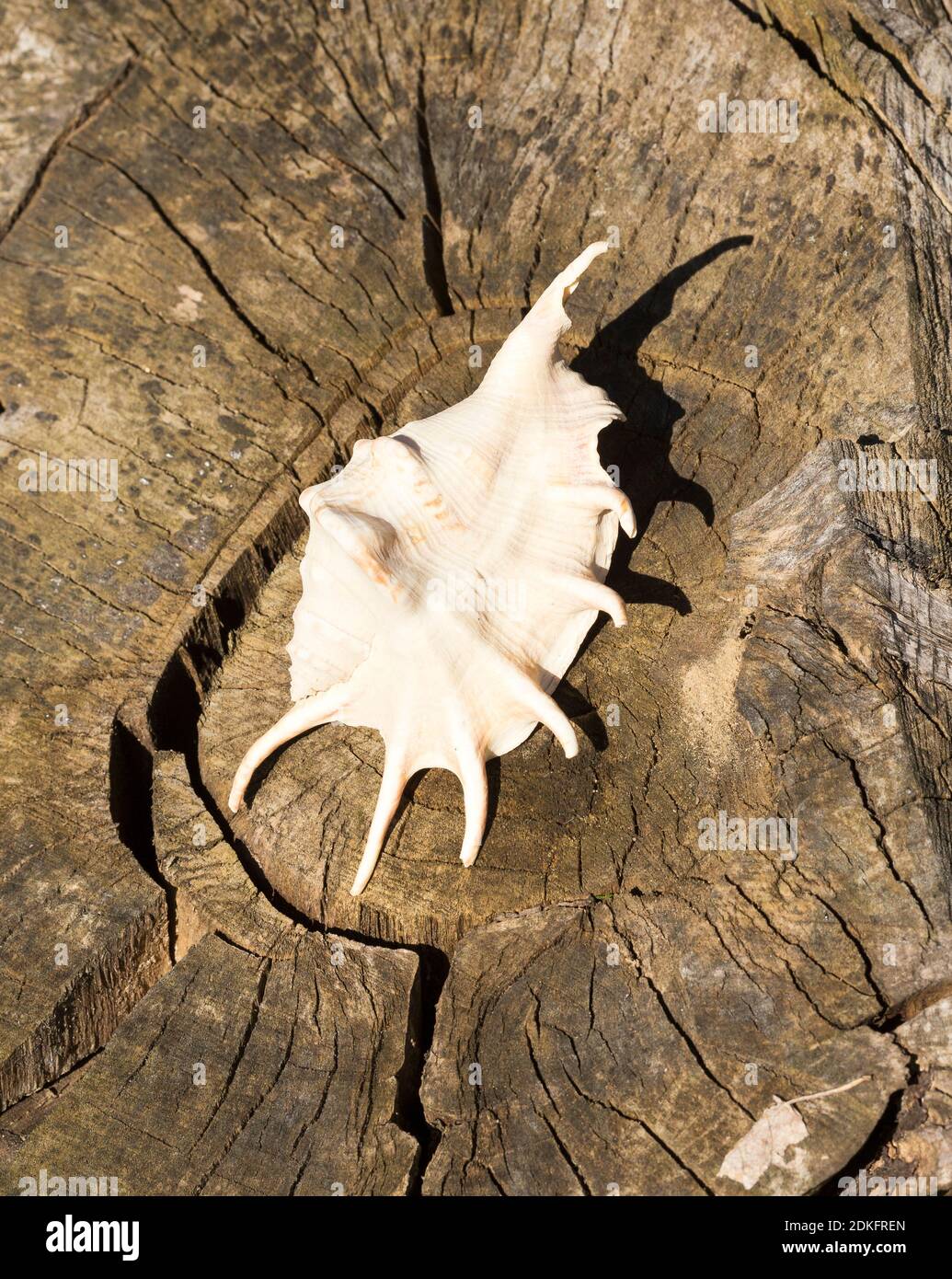 White seashell on the old cracked cut tree in bright sun with ...