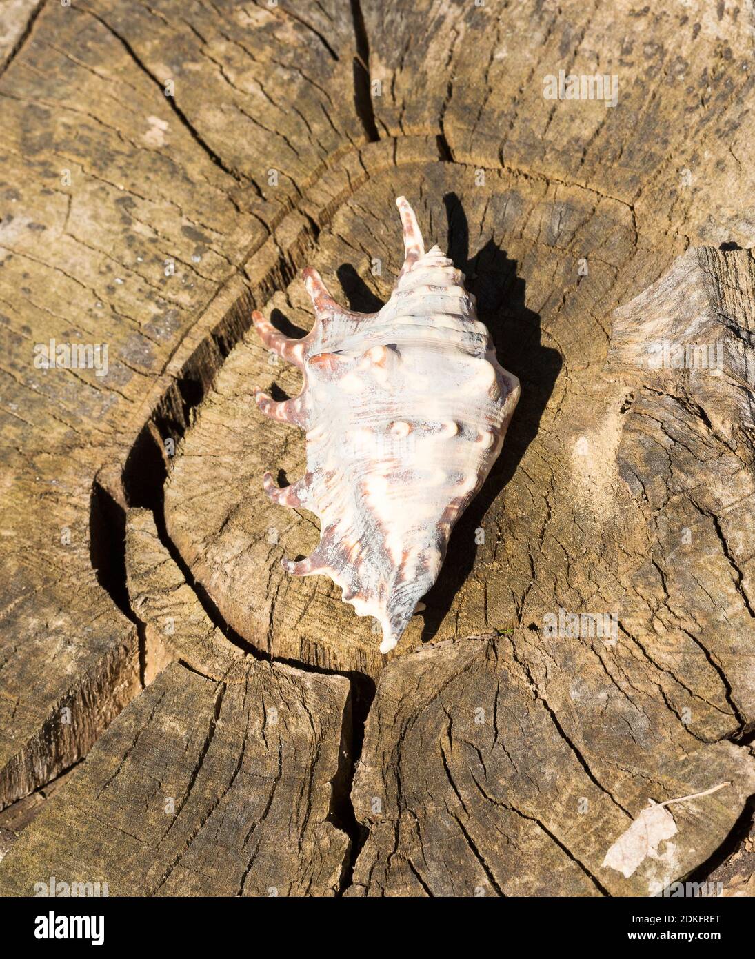 White seashell on the old cracked cut tree in bright sun with ...