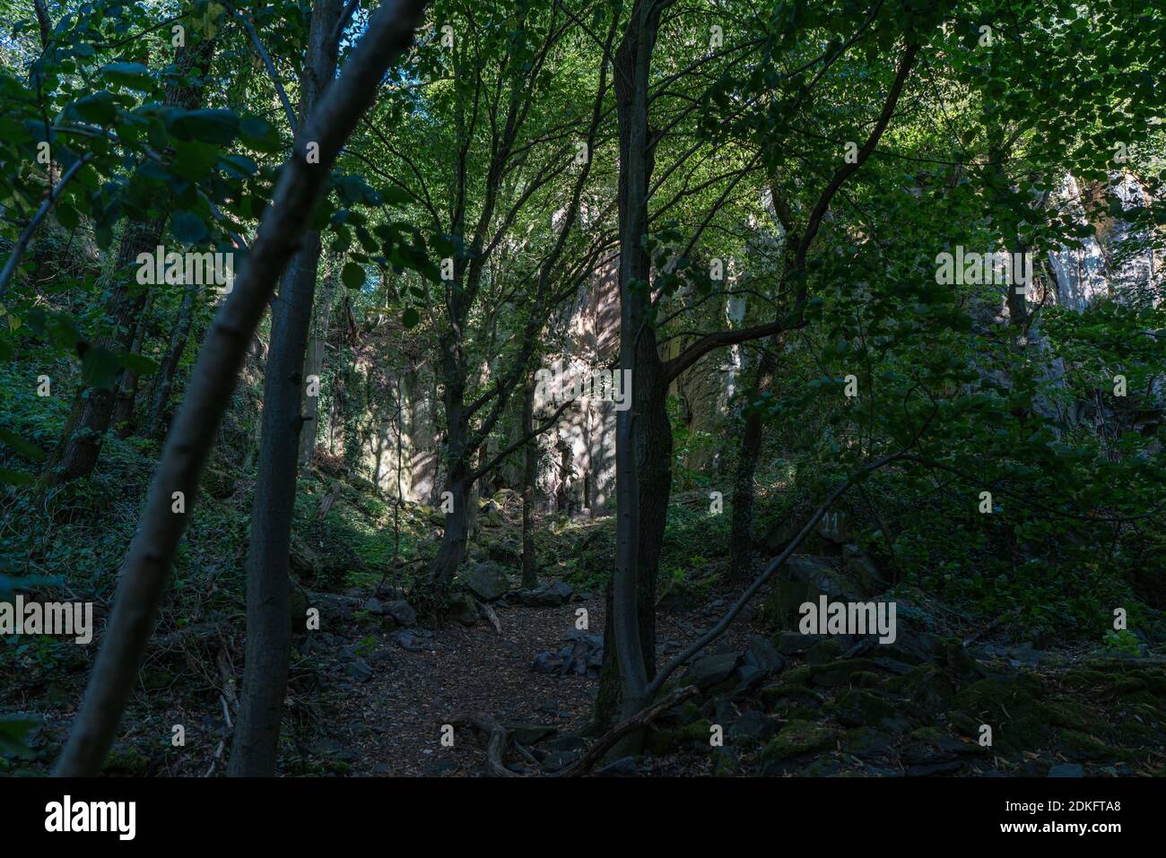 A rock wall apears in a dense dark forest in Summer Stock Photo - Alamy
