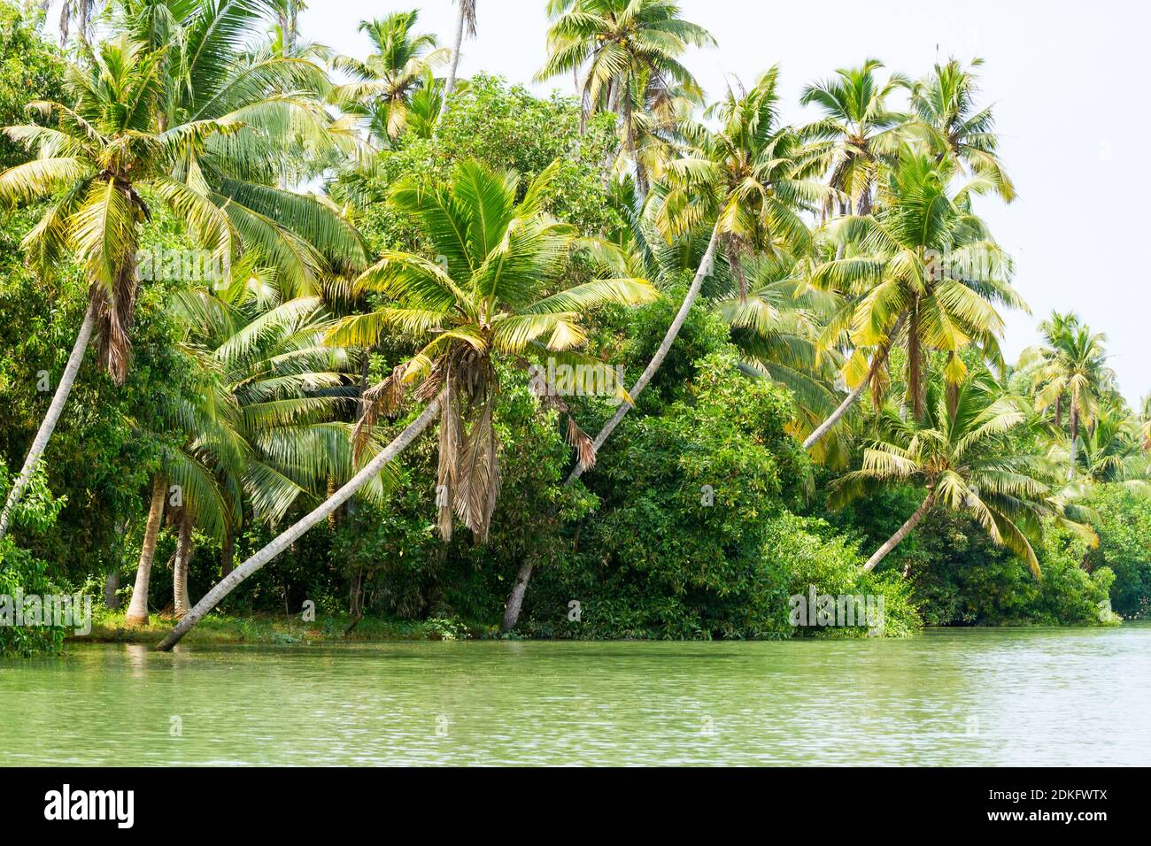 Jungle of Kerala backwaters - a chain of brackish lagoons and lakes ...
