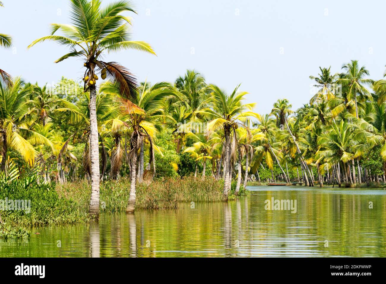 Jungle of Kerala backwaters - a chain of brackish lagoons and lakes ...