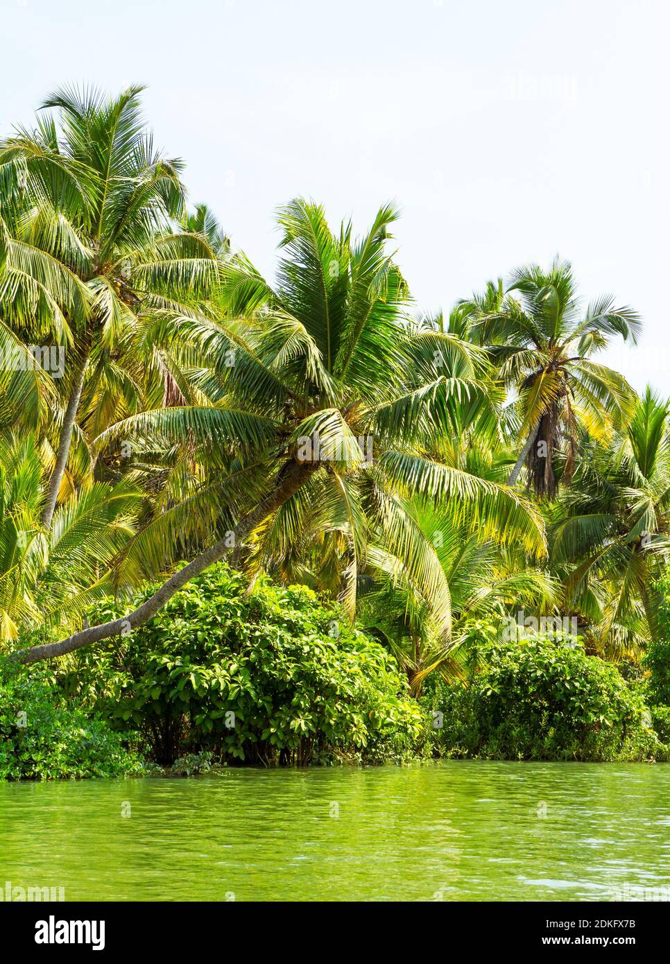 Jungle of Kerala backwaters - a chain of brackish lagoons and lakes ...