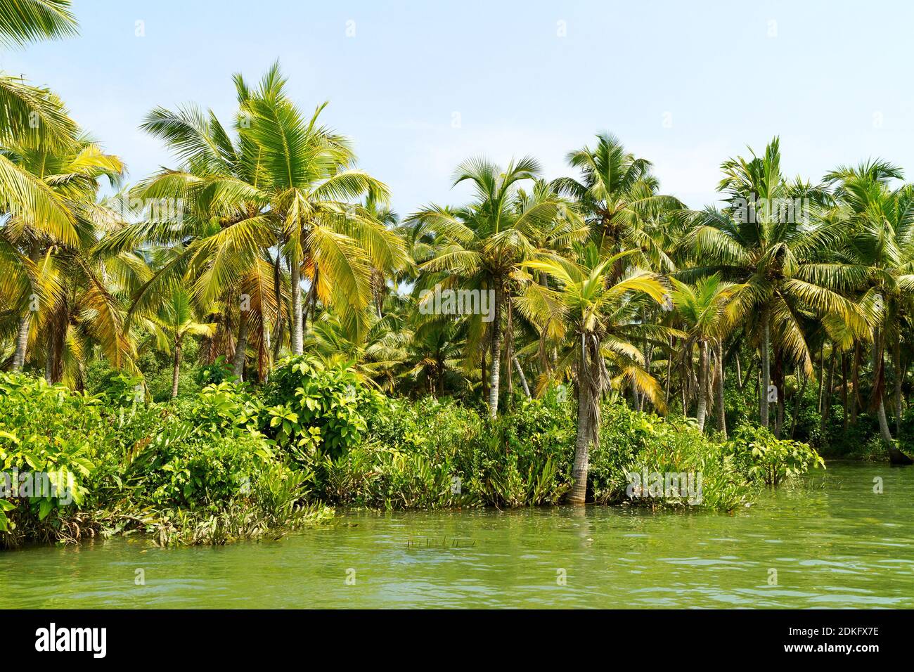Jungle of Kerala backwaters - a chain of brackish lagoons and lakes ...