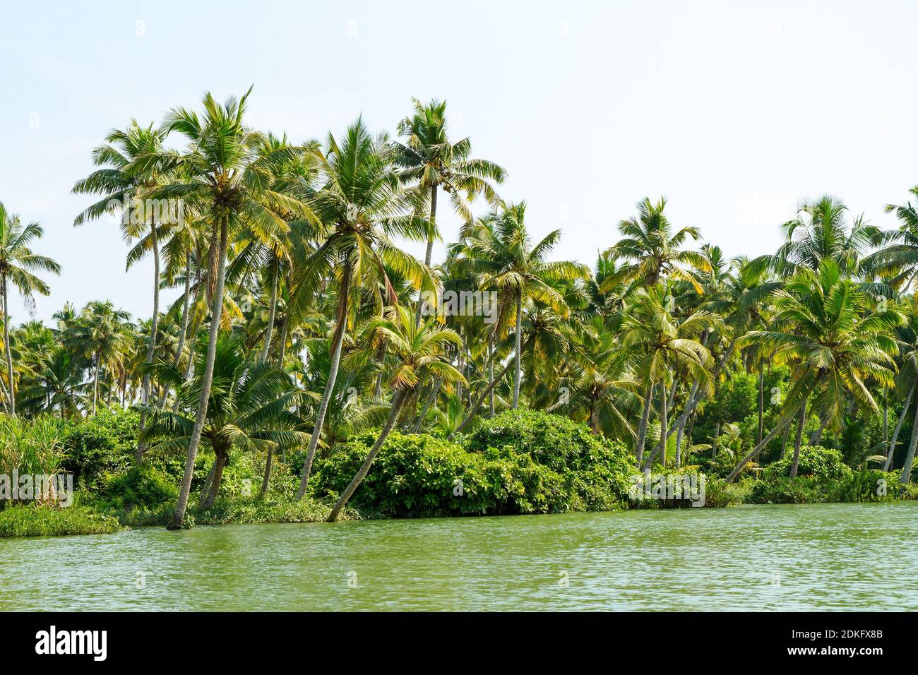Jungle of Kerala backwaters - a chain of brackish lagoons and lakes ...