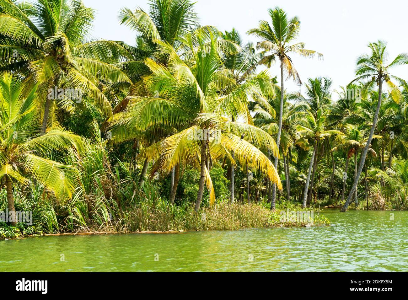 Jungle of Kerala backwaters - a chain of brackish lagoons and lakes ...