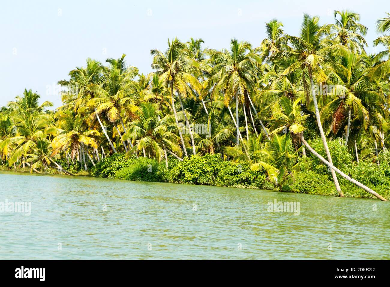 Jungle of Kerala backwaters - a chain of brackish lagoons and lakes ...