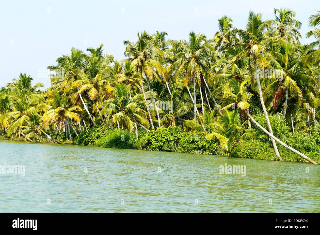 Jungle of Kerala backwaters - a chain of brackish lagoons and lakes ...