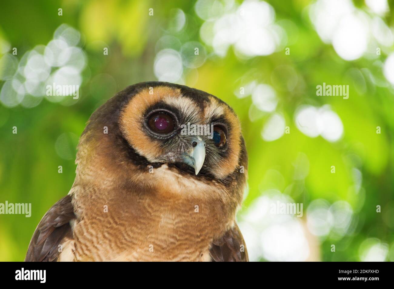 East asian birdlife hi-res stock photography and images - Alamy