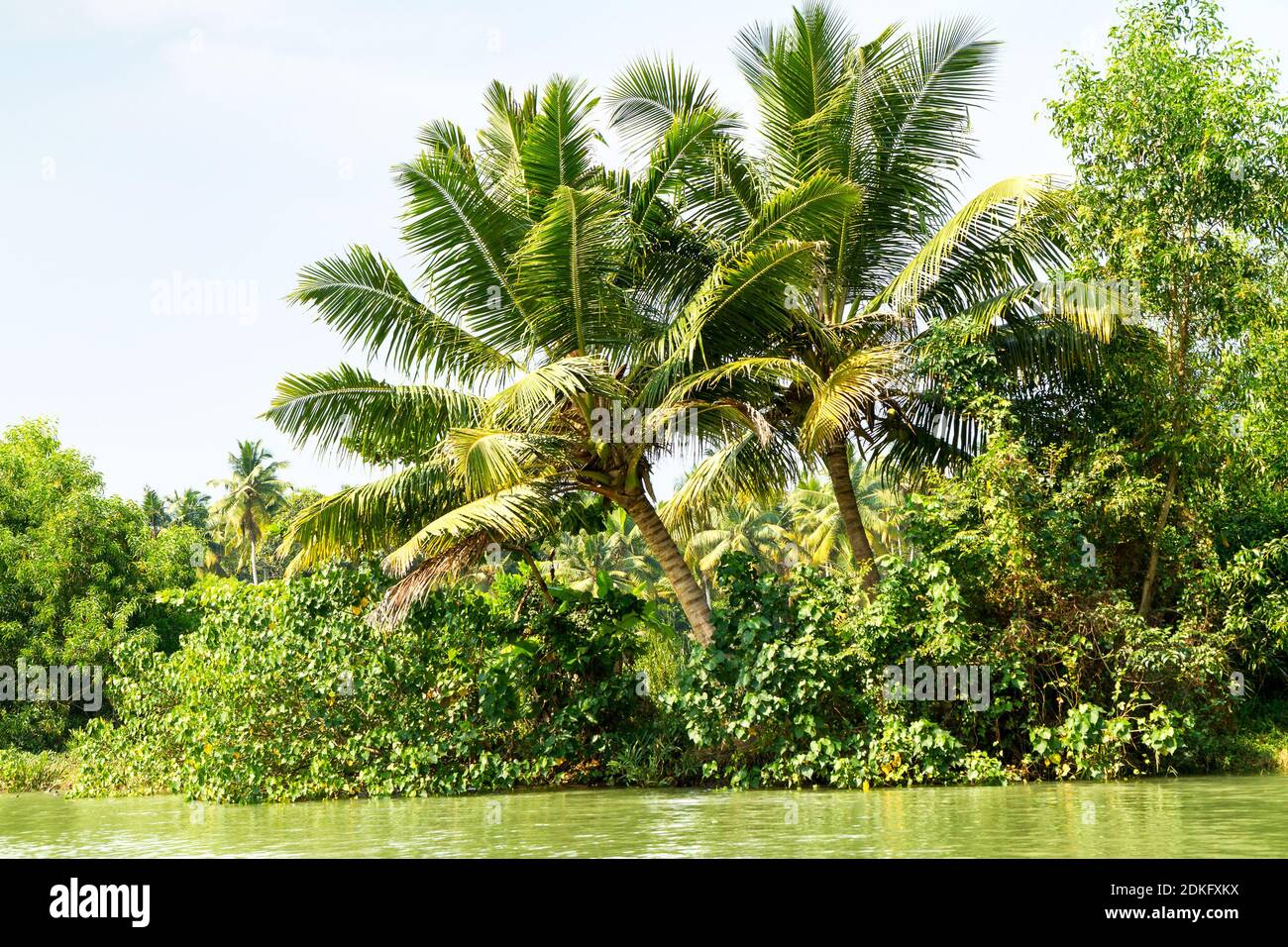 Lying Coconut Palm Tree High Resolution Stock Photography and Images ...