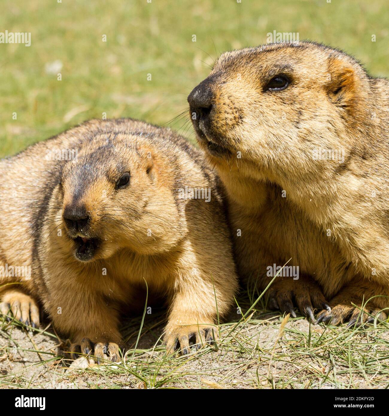 Marmots in grass hi-res stock photography and images - Alamy