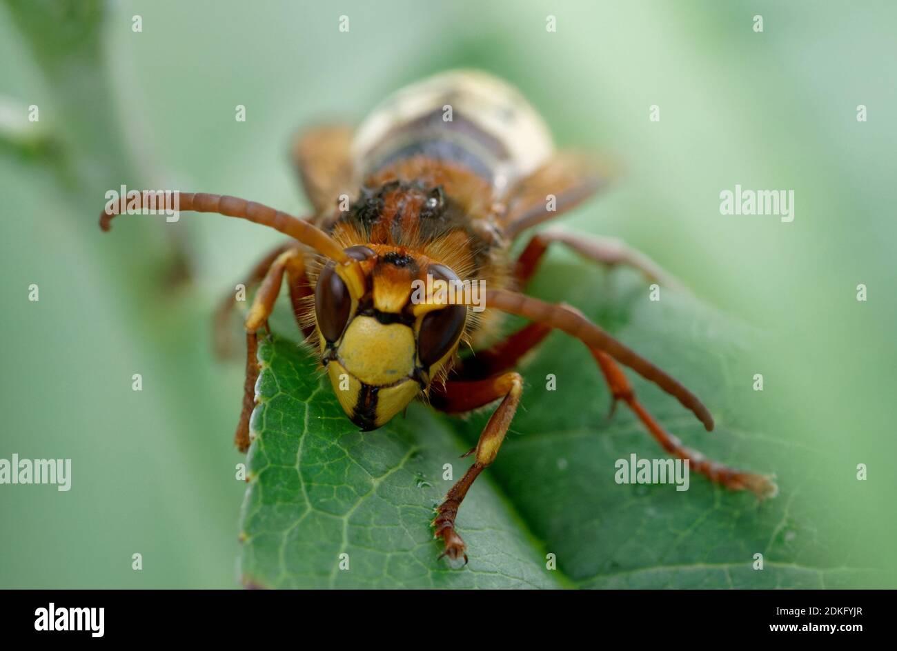 Hornet insect hi-res stock photography and images - Alamy