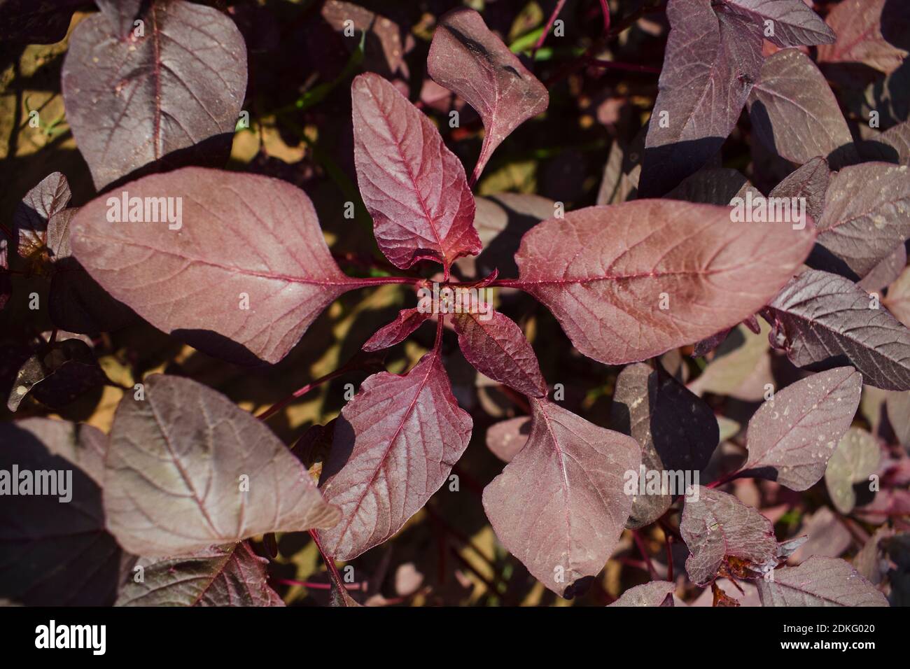 Laal saag hi-res stock photography and images - Alamy