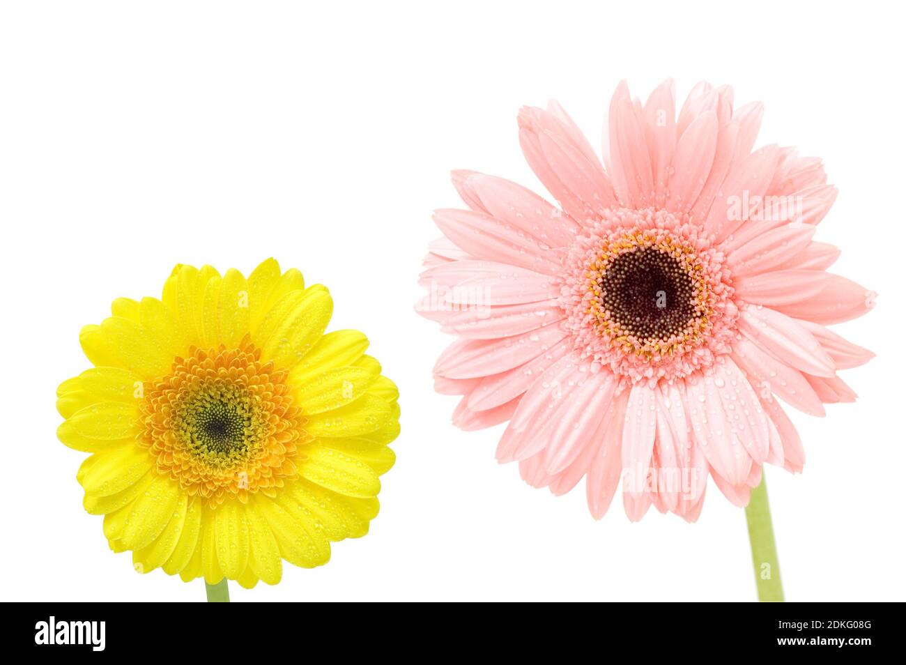 Daisy patterns Cut Out Stock Images & Pictures - Alamy