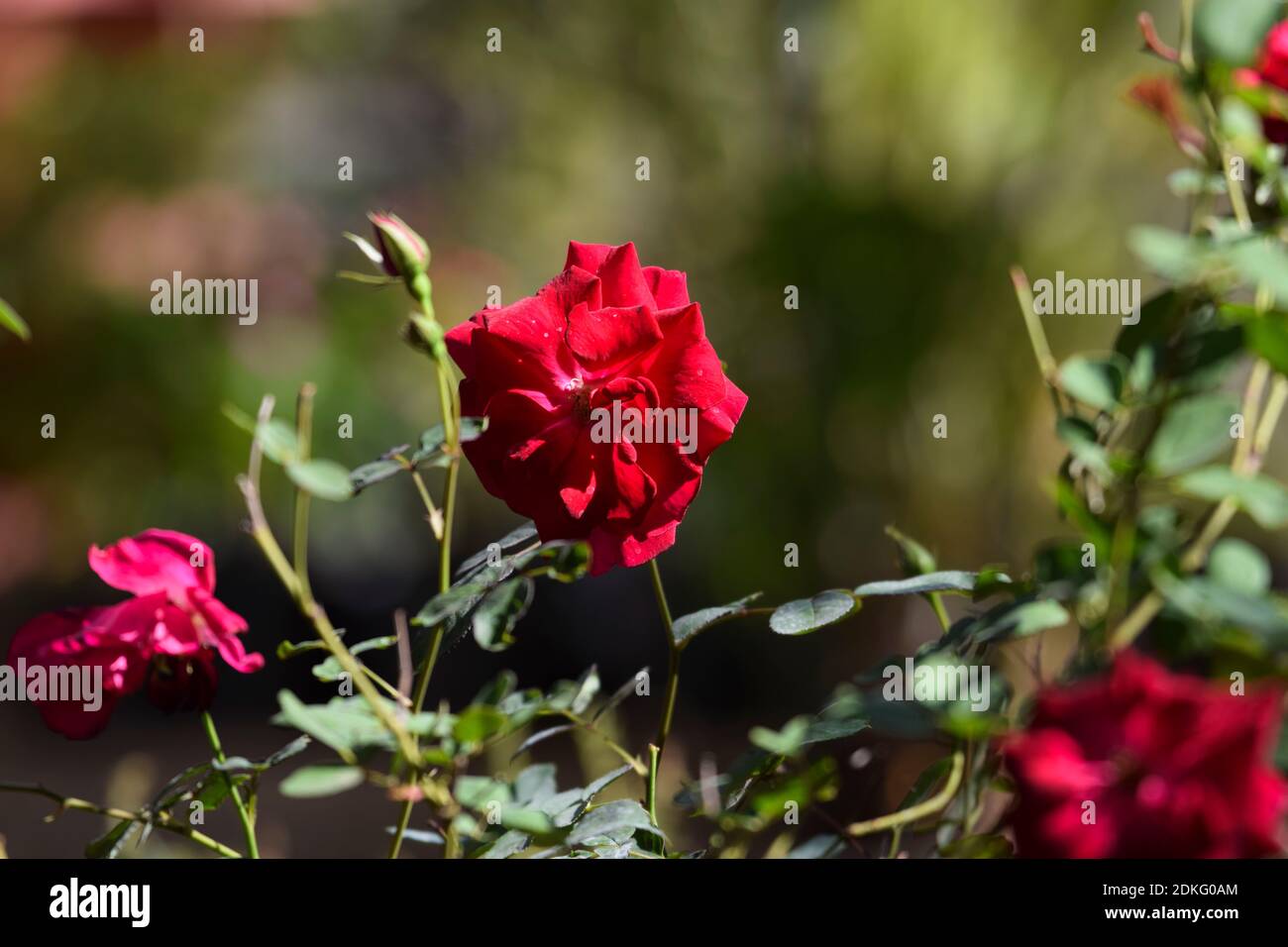 Native asian flowering shrub hi-res stock photography and images - Alamy