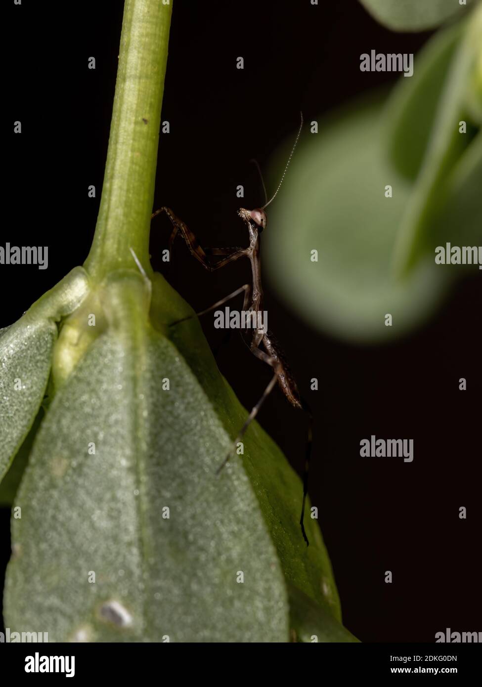 Male mantid hi-res stock photography and images - Alamy