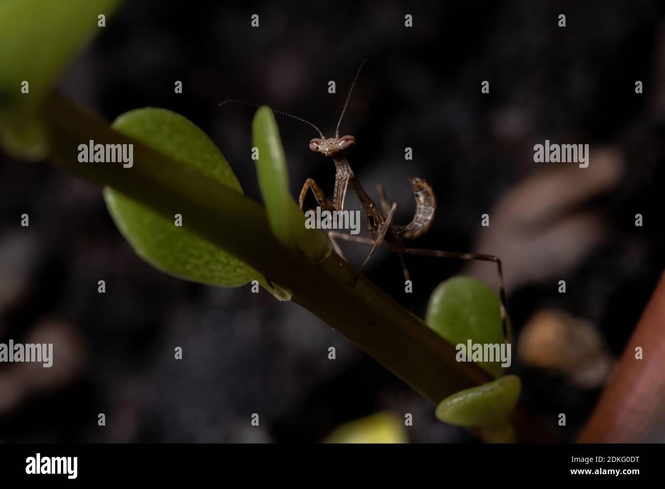 Tropical mantis nymph hi-res stock photography and images - Alamy