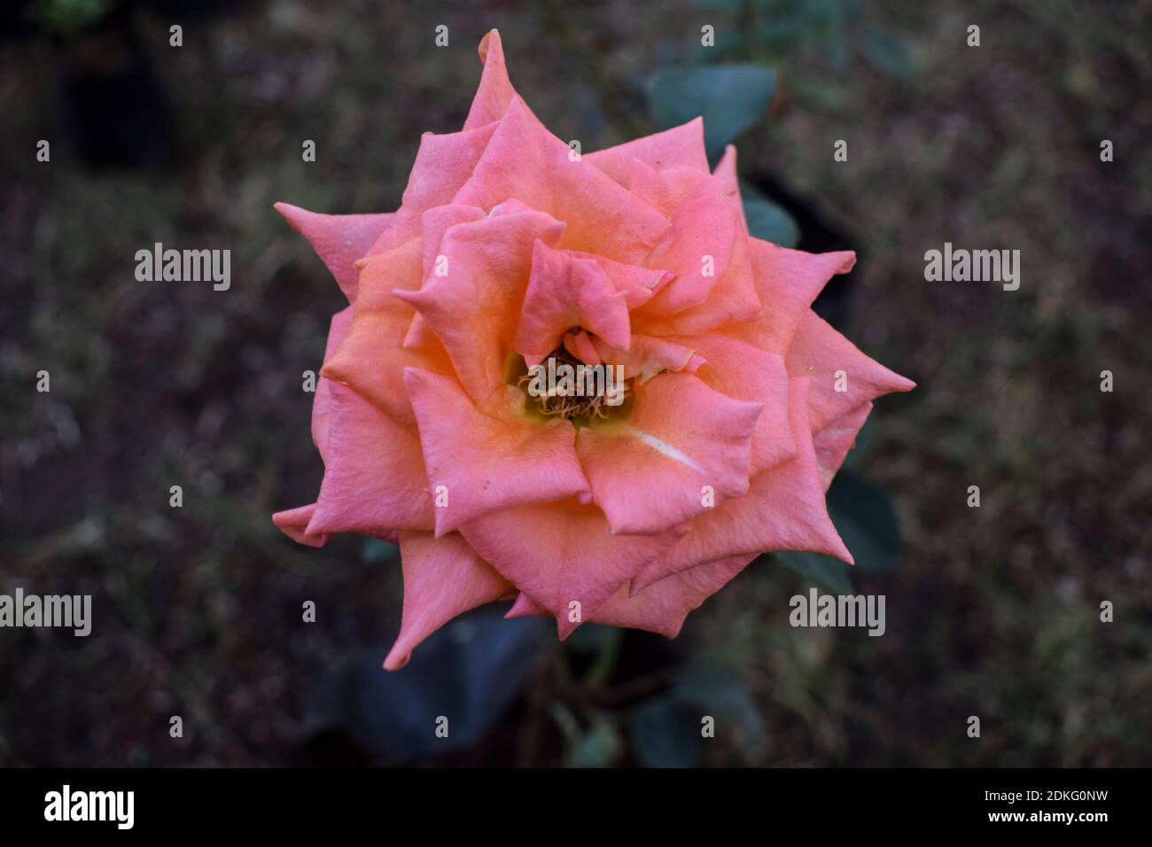 Top view closeup of beautiful Peach colored rose flower Stock Photo - Alamy