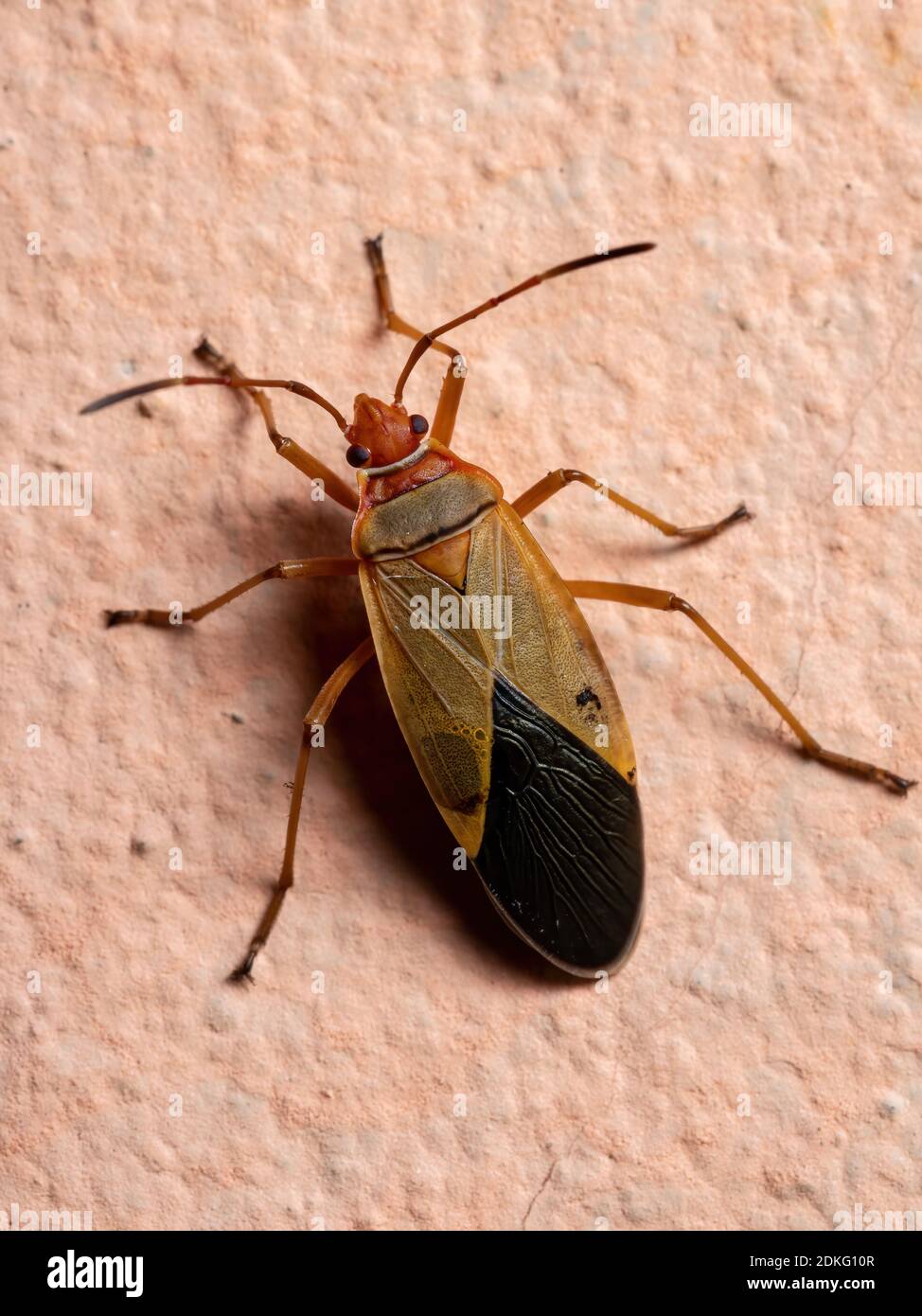 Adult Cotton Stainer Bug of the Genus Dysdercus in the wall Stock Photo ...