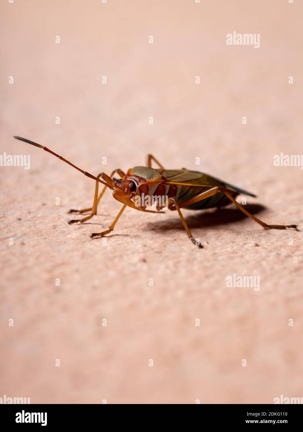 Adult Cotton Stainer Bug of the Genus Dysdercus in the wall Stock Photo ...