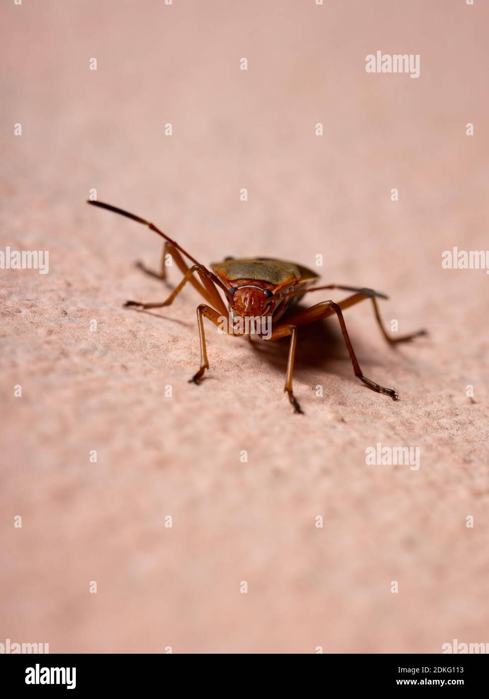 Adult Cotton Stainer Bug of the Genus Dysdercus in the wall Stock Photo ...