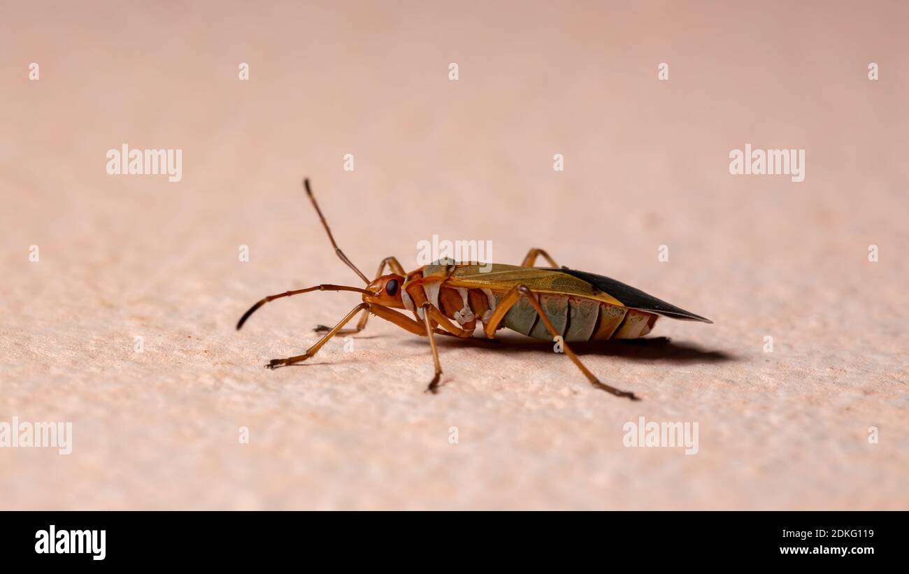 Cotton stainer bug in nature hi-res stock photography and images - Alamy