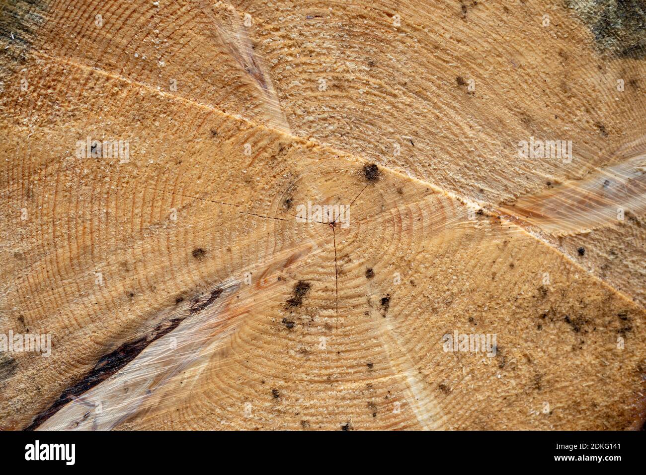 Detail of a cut tree with rings - suitable as a background Stock Photo ...