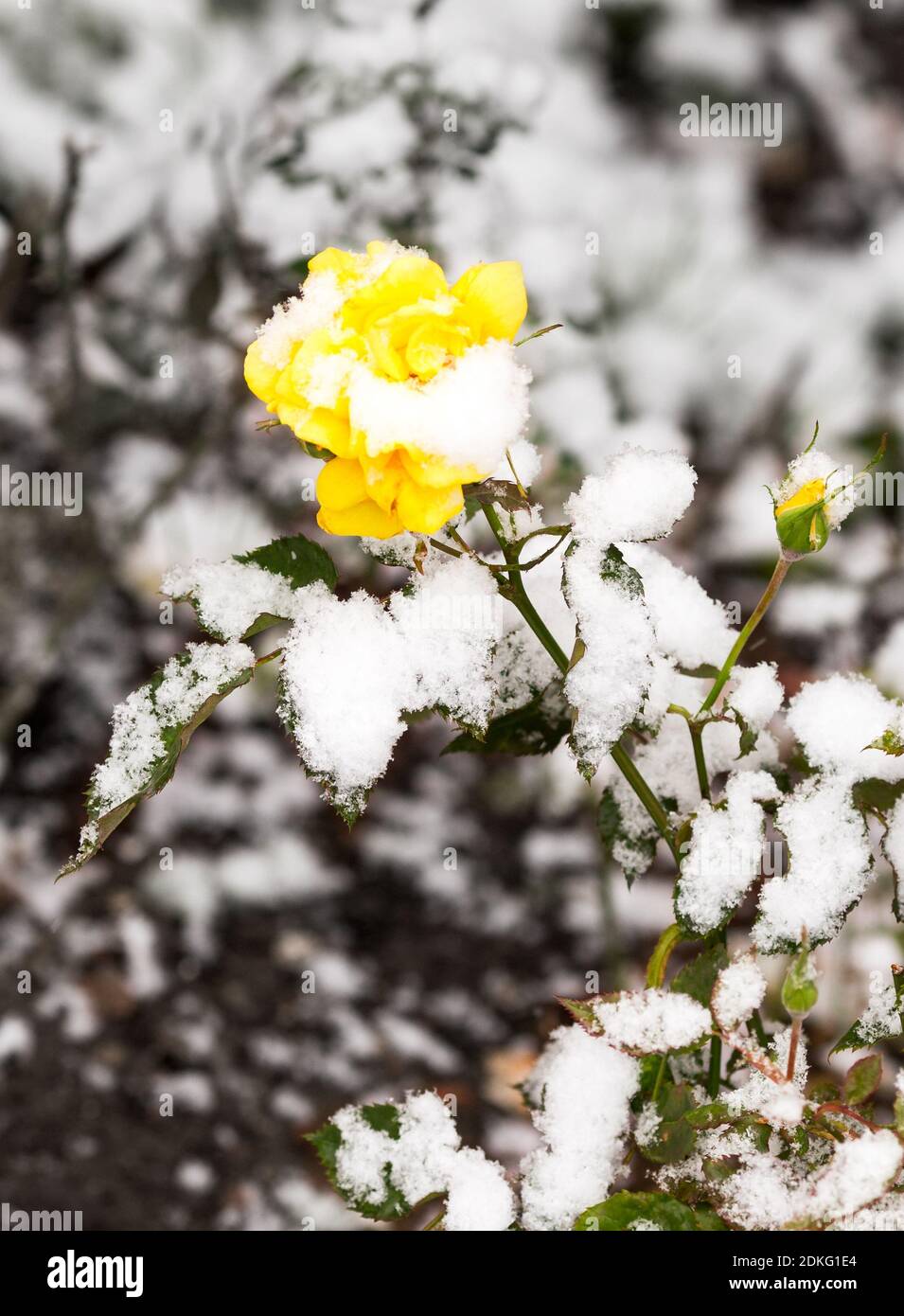 Trinity flower hi-res stock photography and images - Alamy
