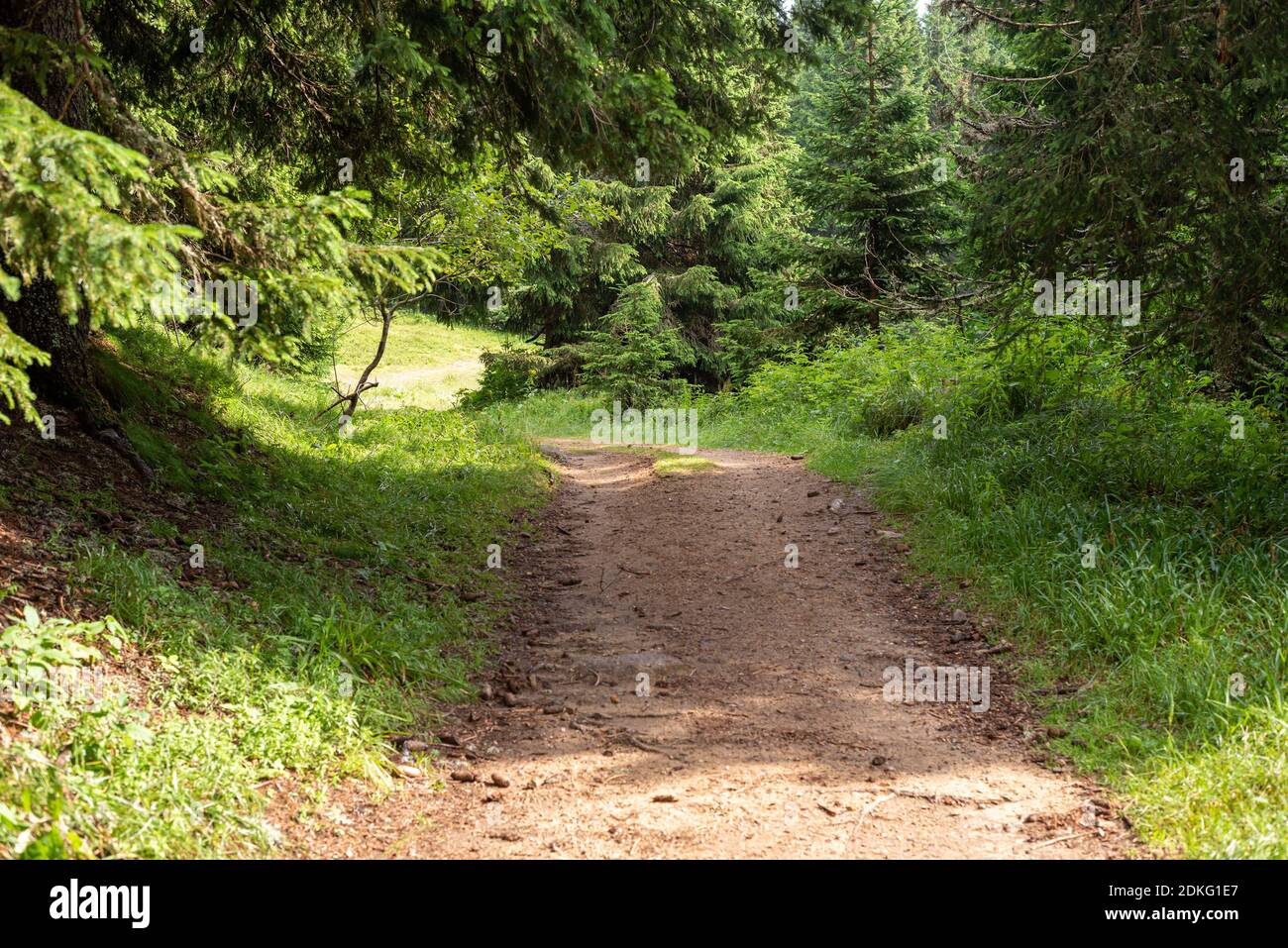 Path winding through a coniferous forest in summer Stock Photo - Alamy