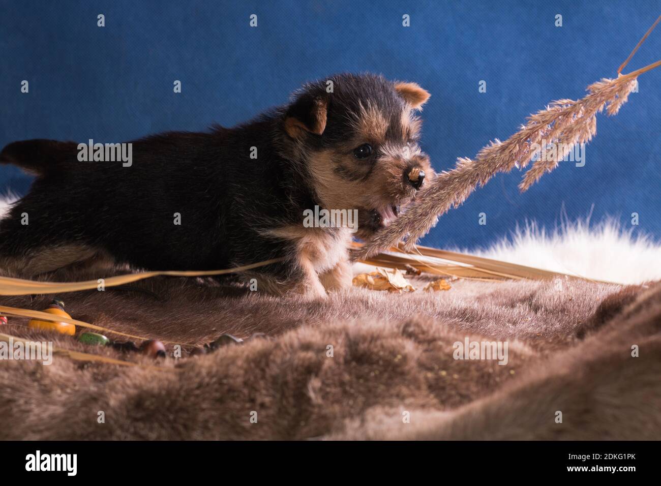 The puppy of breed the Australian terrier tries to catch a blade ...