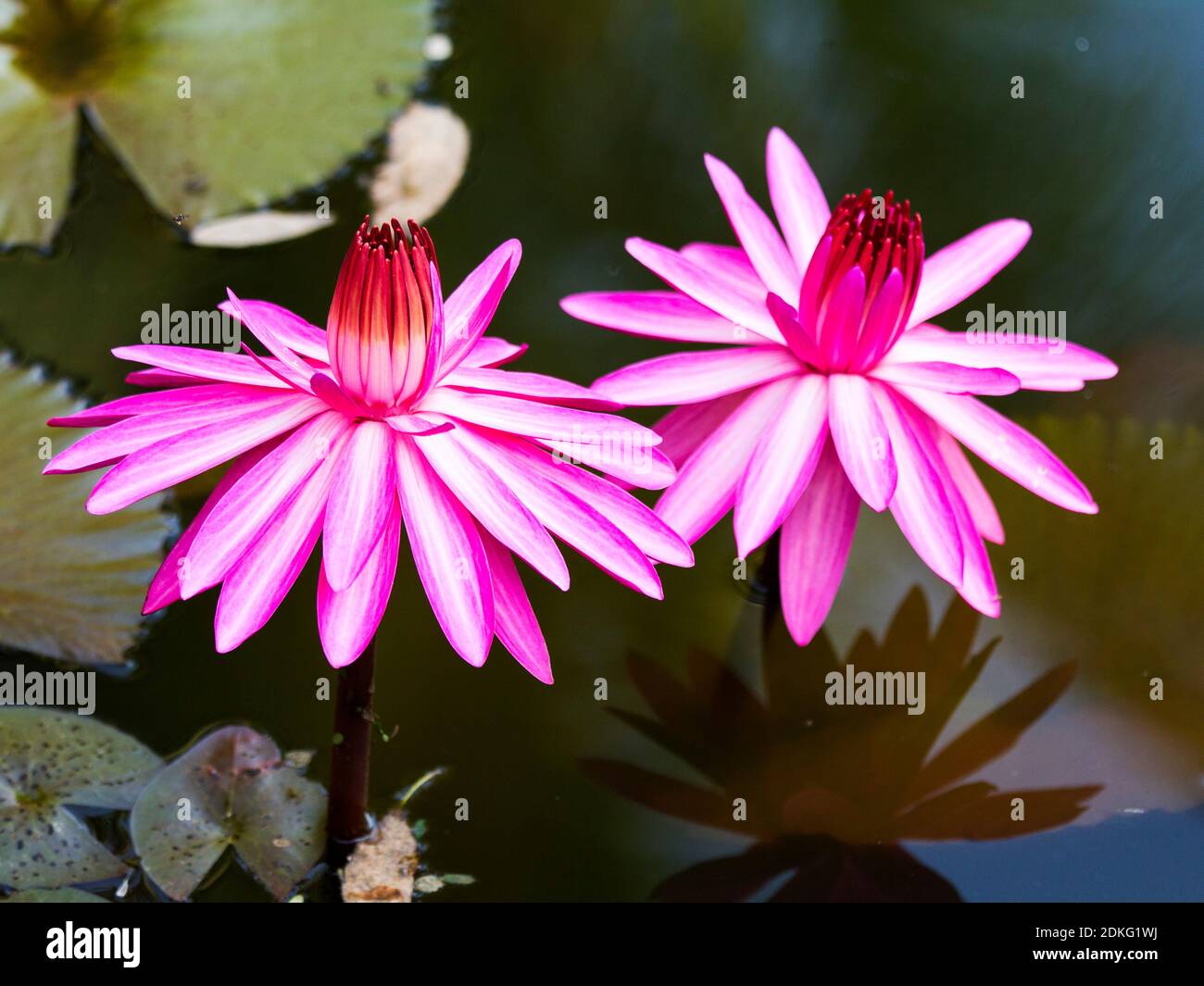 Closeup of two red water lilies in lagoon (Kerala, India Stock Photo ...