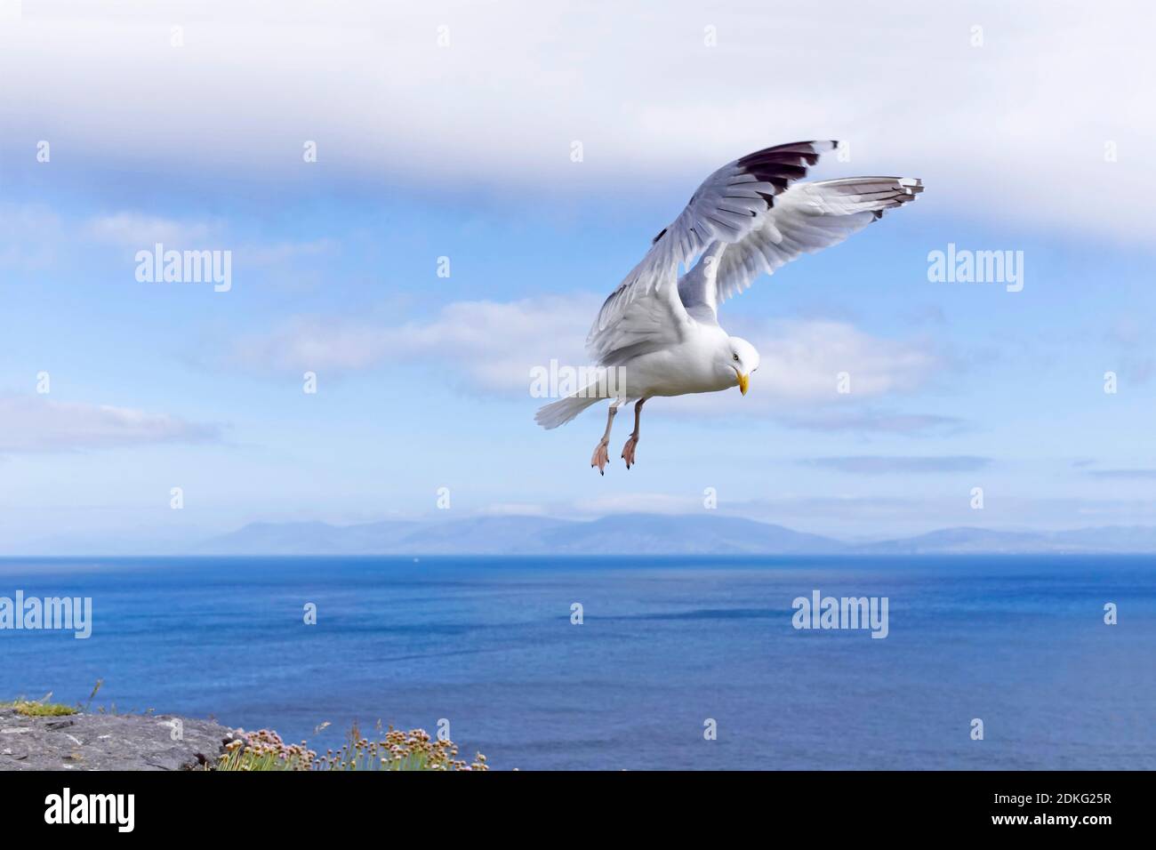 Only seagull hi-res stock photography and images - Alamy
