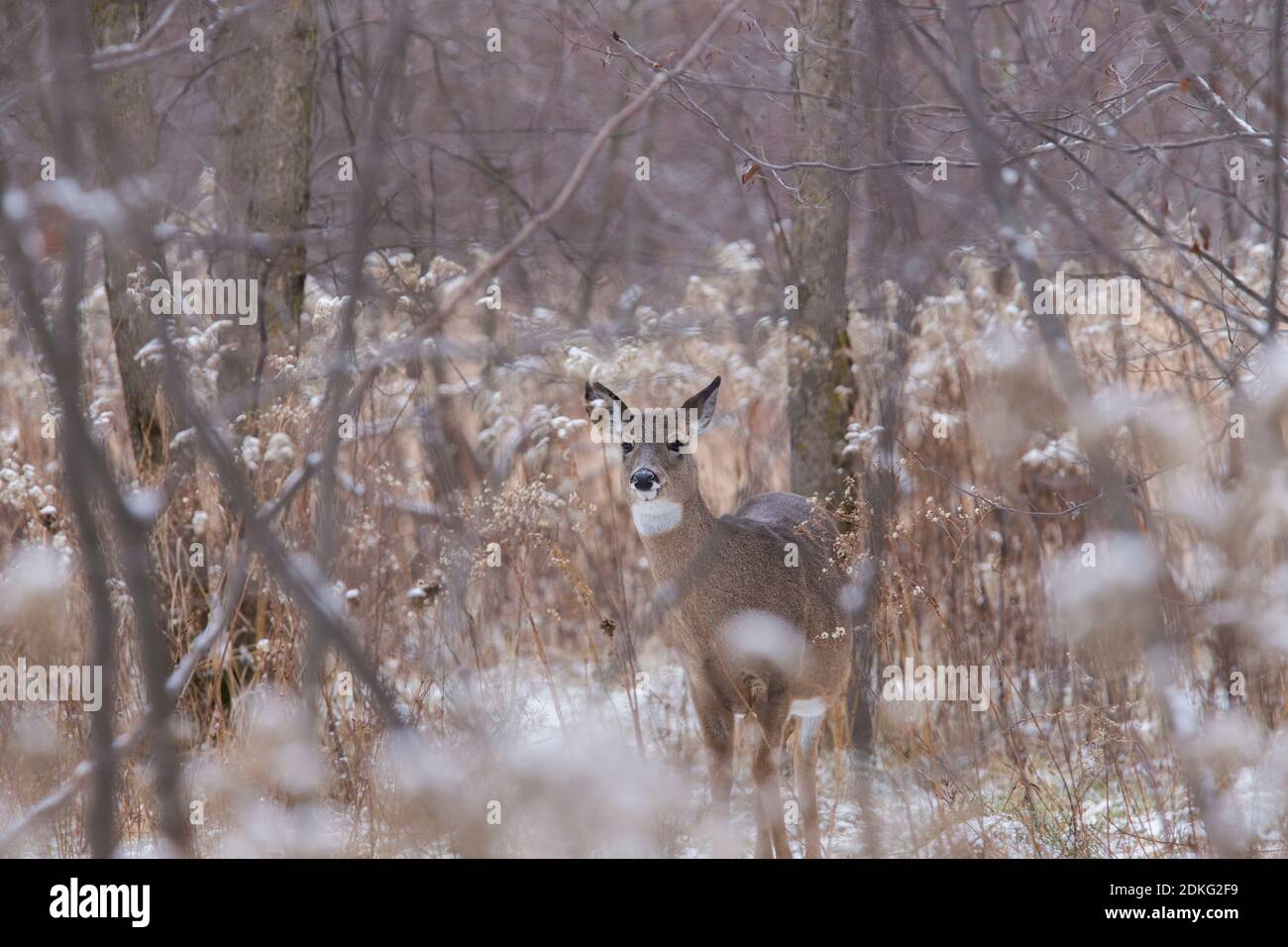 white-tailed deer doe in winter Stock Photo - Alamy