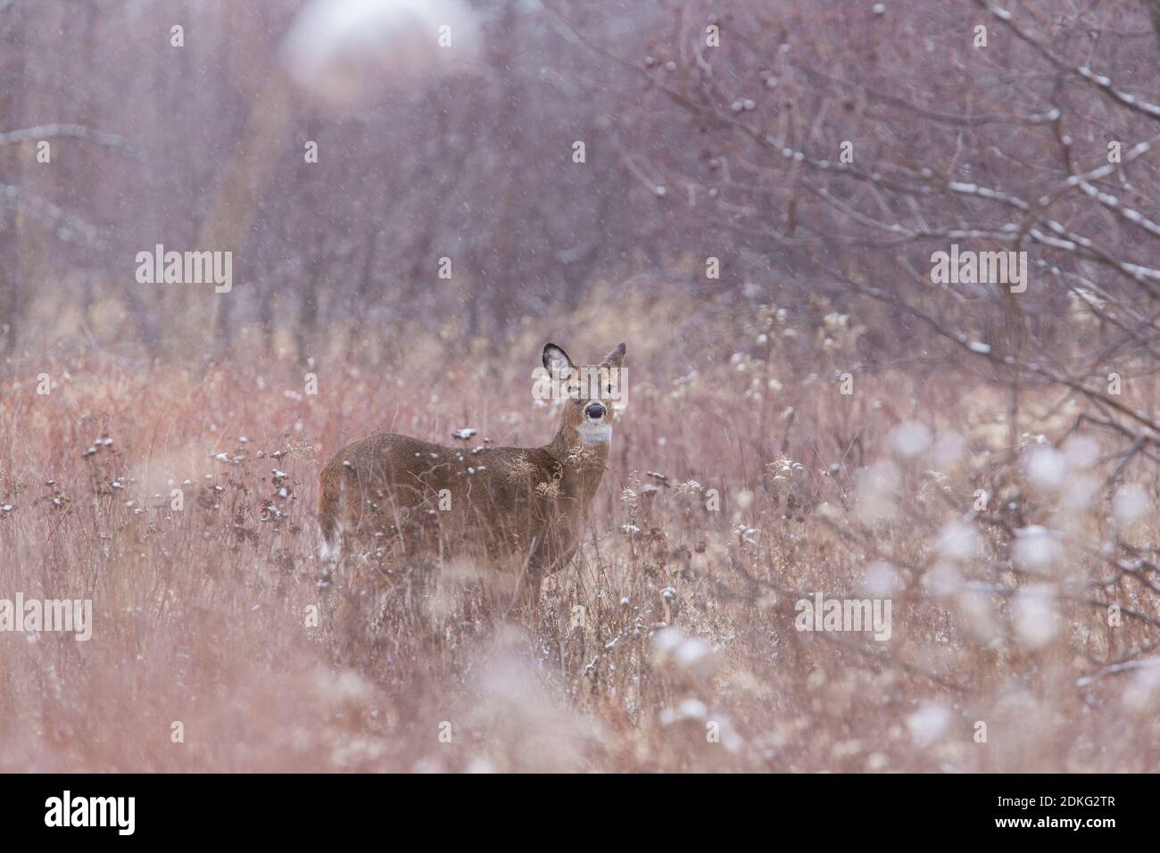 white-tailed deer doe in winter Stock Photo - Alamy