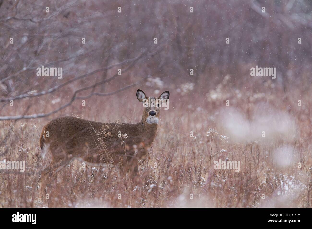 white-tailed deer doe in winter Stock Photo - Alamy
