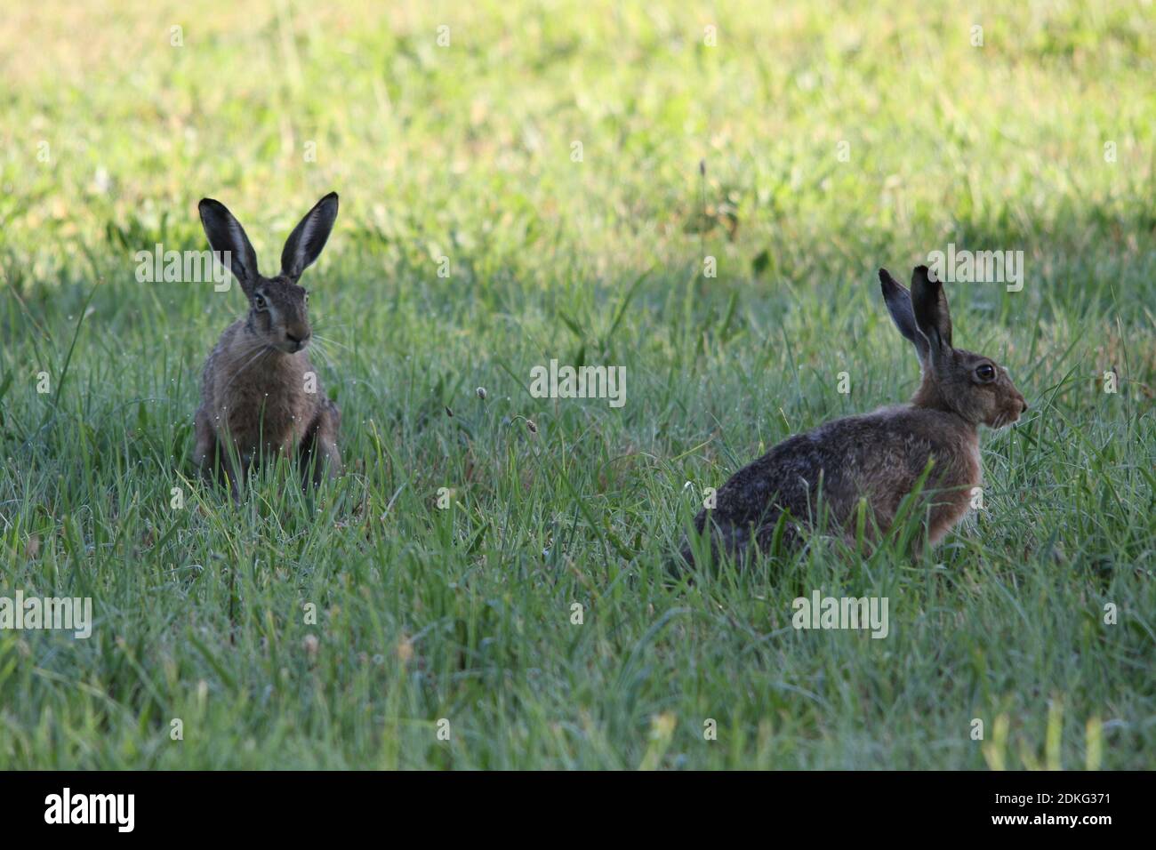 Hare hunting hi-res stock photography and images - Alamy