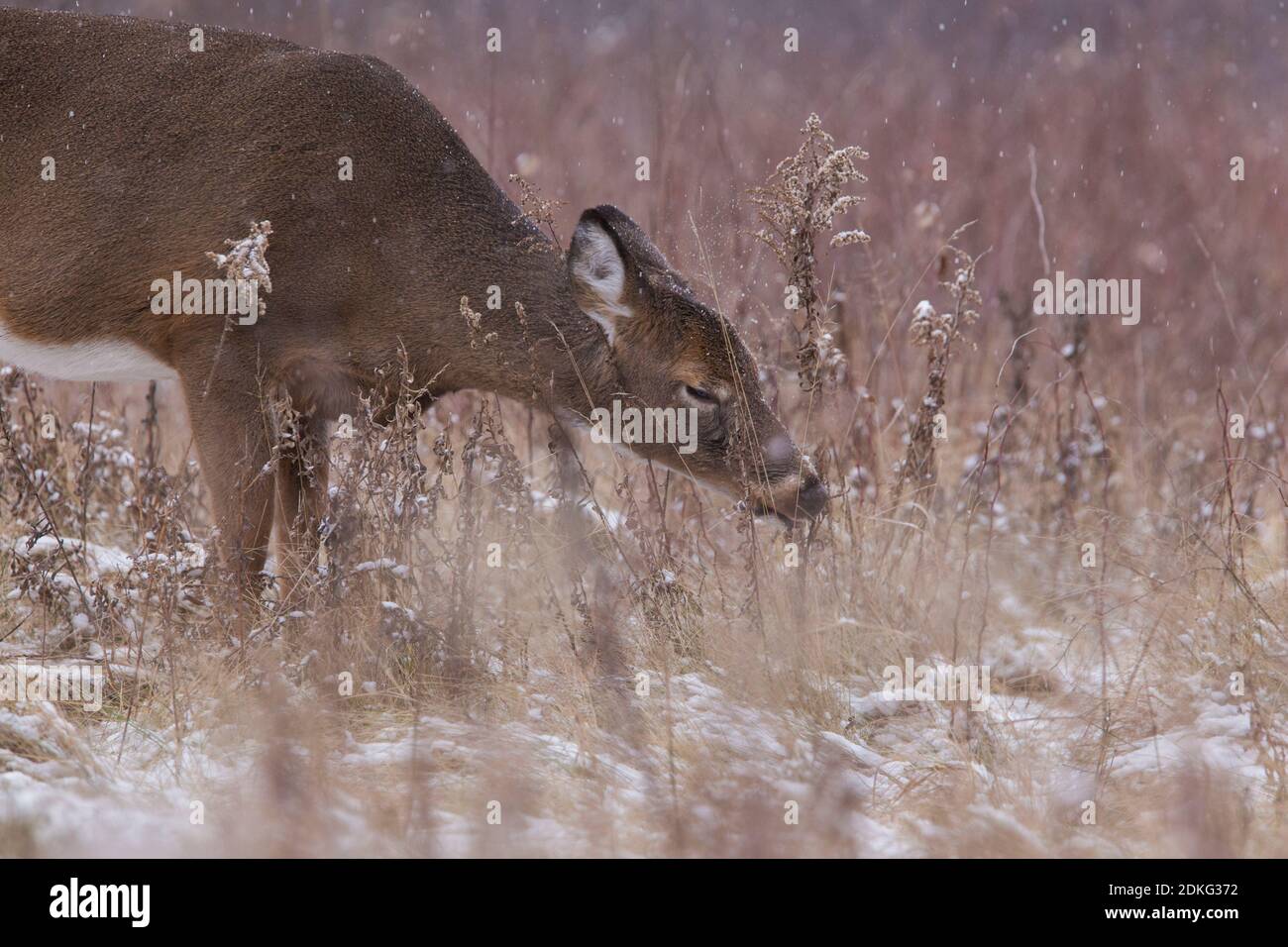 white-tailed deer doe in winter Stock Photo - Alamy