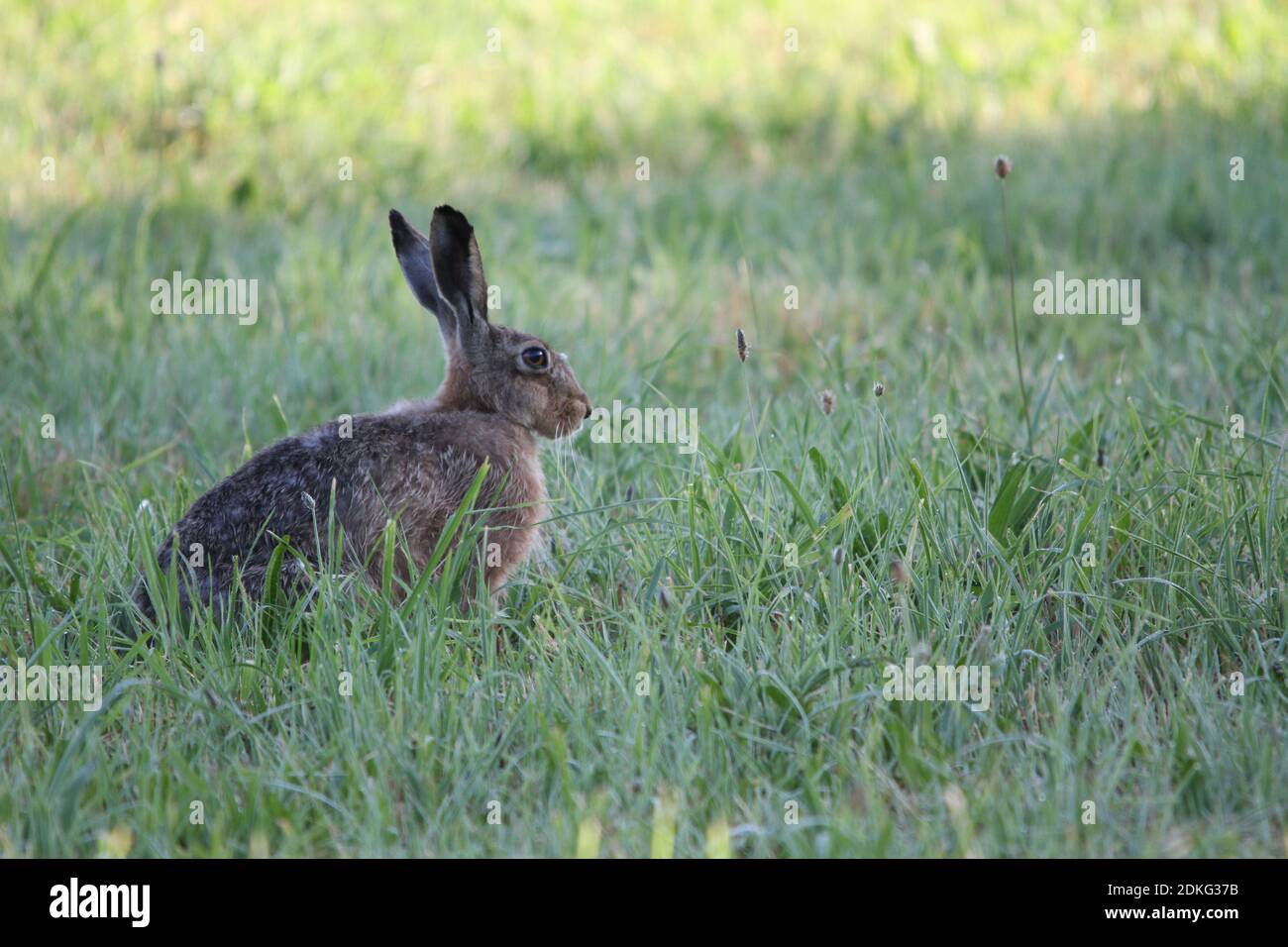 Hare hunting hi-res stock photography and images - Alamy