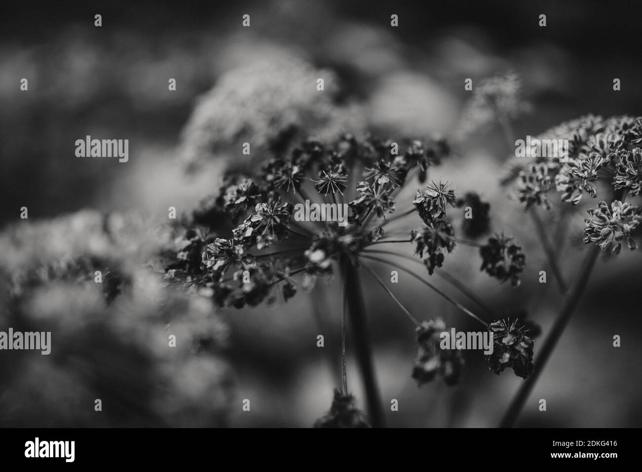 dried angelica (Angelica archangelica), Germany, Bavaria, Garmisch ...