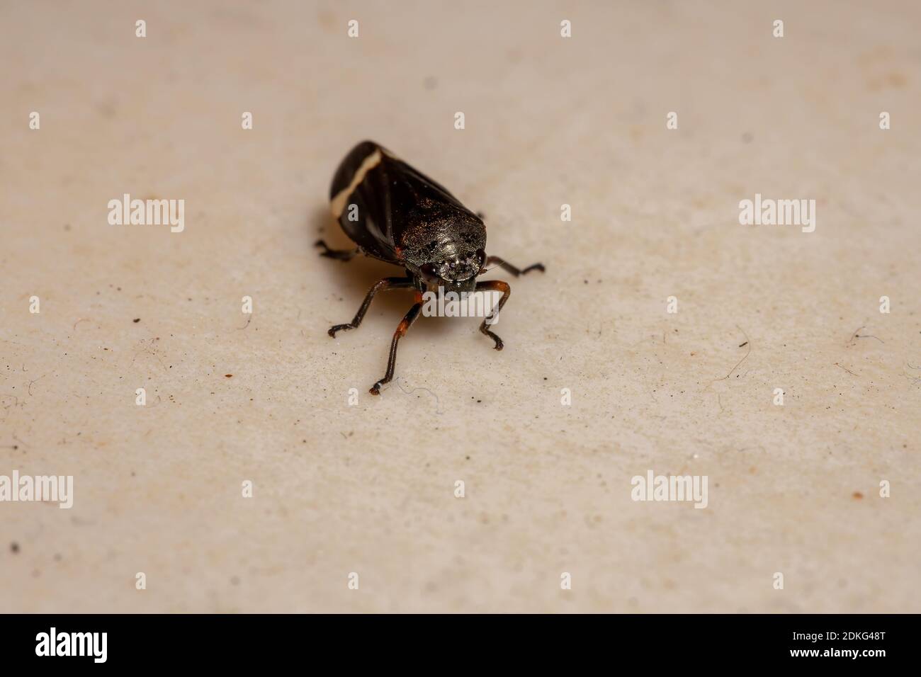 Adult Froghopper of the species Notozulia entreriana Stock Photo - Alamy