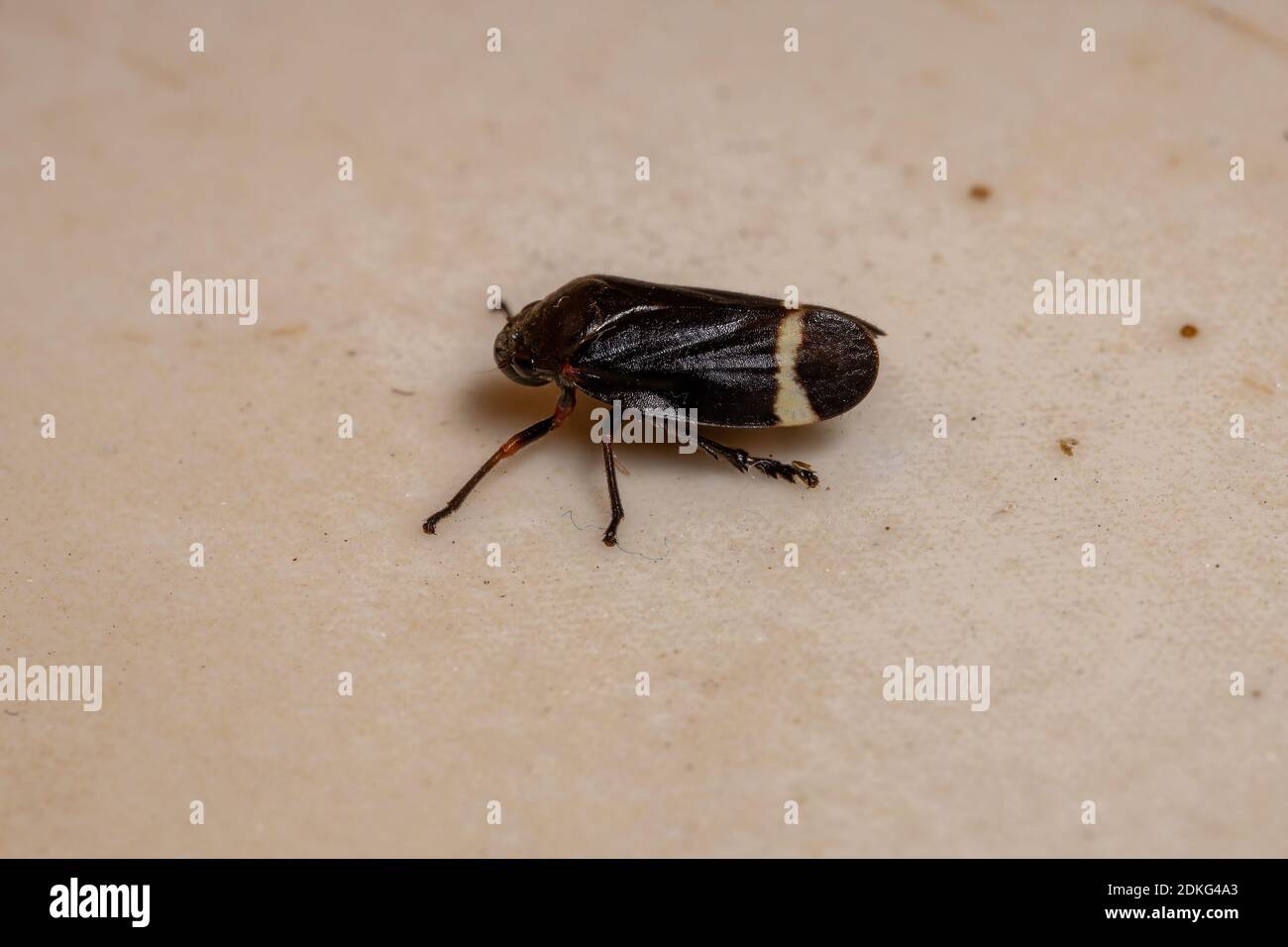 Adult Froghopper of the species Notozulia entreriana Stock Photo - Alamy