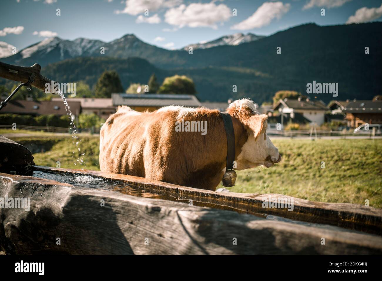 Garmisch partenkirchen cow hi-res stock photography and images - Alamy