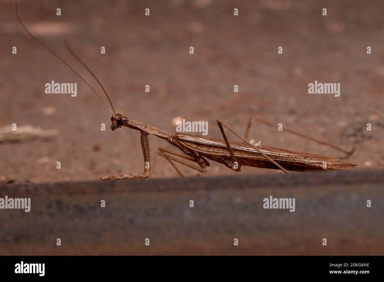 Male adult Thespid Mantis of the Genus Musoniella Stock Photo - Alamy