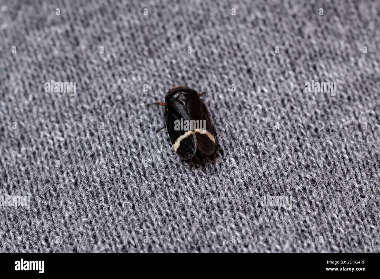 Adult Froghopper of the species Notozulia entreriana Stock Photo - Alamy
