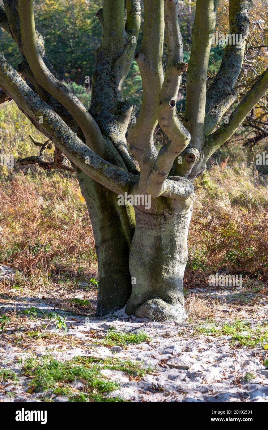 Fat people on beach hi-res stock photography and images - Alamy