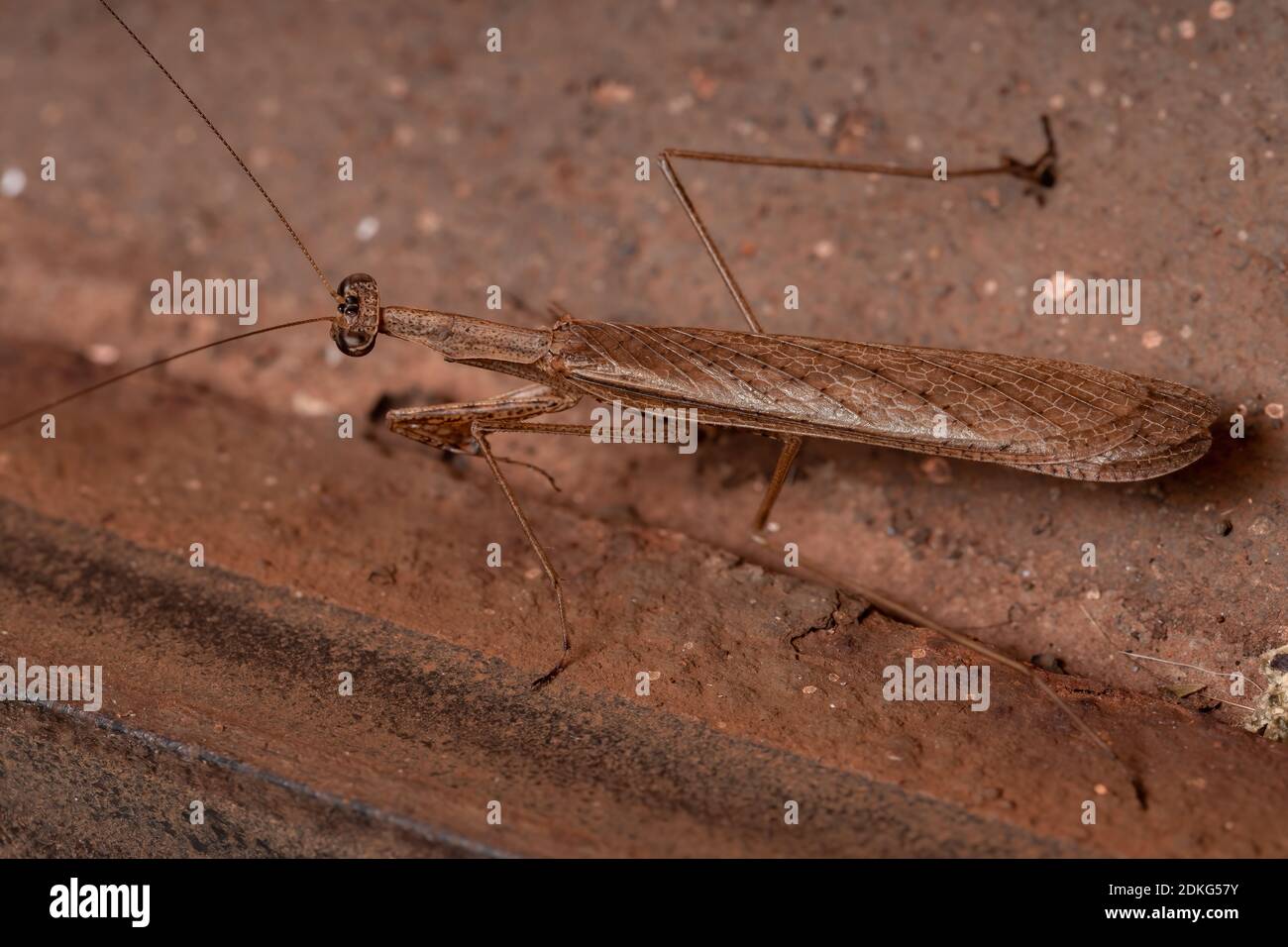 Male adult Thespid Mantis of the Genus Musoniella Stock Photo - Alamy