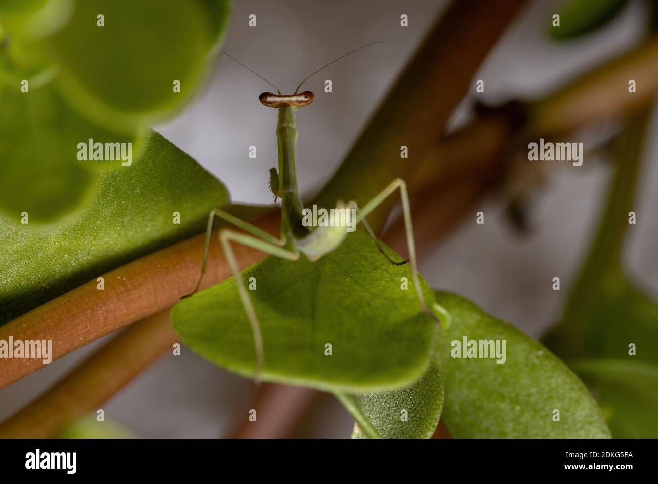 Male Mantid High Resolution Stock Photography and Images - Alamy